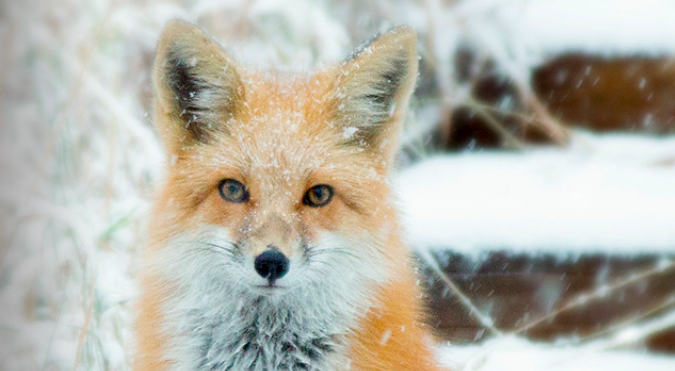 ProLife in 2017 still – Animal Rights